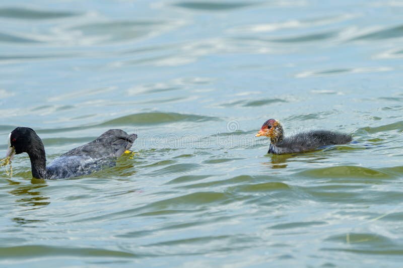 A Duck Feeds a Small Duckling with Sea Plants from Its Beak Stock Image ...