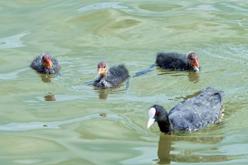 A Duck Feeds a Small Duckling with Sea Plants from Its Beak Stock Photo ...