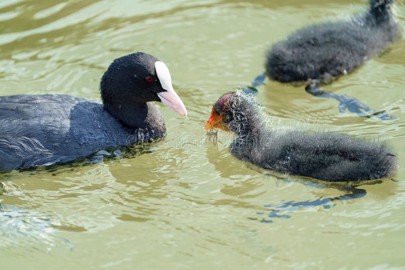 A Duck Feeds a Small Duckling with Sea Plants from Its Beak Stock Image ...