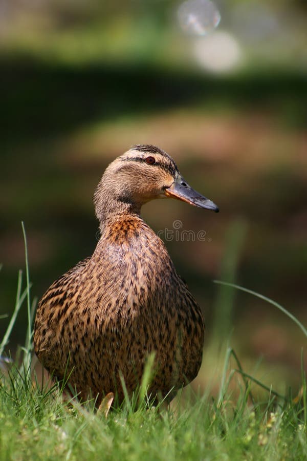 Duck female stock photo. Image of hoax, wildlife, hunt - 2305926