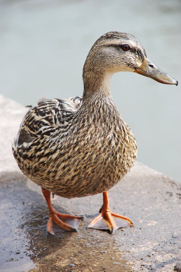 Duck female stock photo. Image of closely, natural, look - 37701894