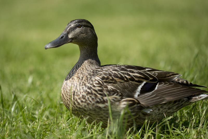 Duck female stock image. Image of account, ornithology - 54804817