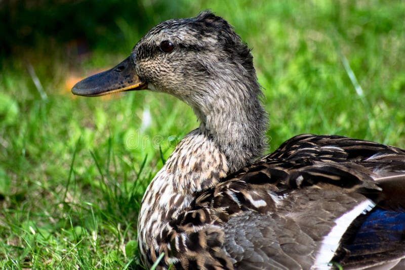 Duck stock image. Image of fluffy, lake, grass, sitting - 74640263