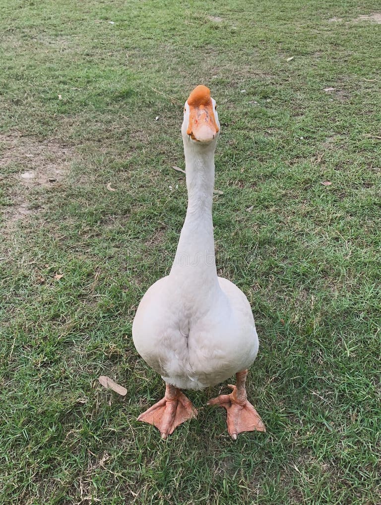 2,754 Fiel Mary Stock Photos - Free & Royalty-Free Stock Photos from ...