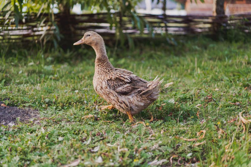 Duck on a Field of Grass, Organic Poultry Farm, Stock Photo - Image of ...