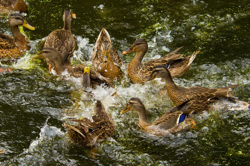 Duck Fight stock photo. Image of river, reflection, foot - 20984220