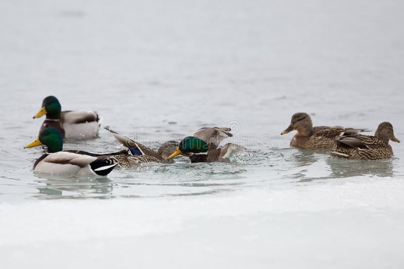 Duck fight stock photo. Image of dalliance, nature, beguin - 39711084