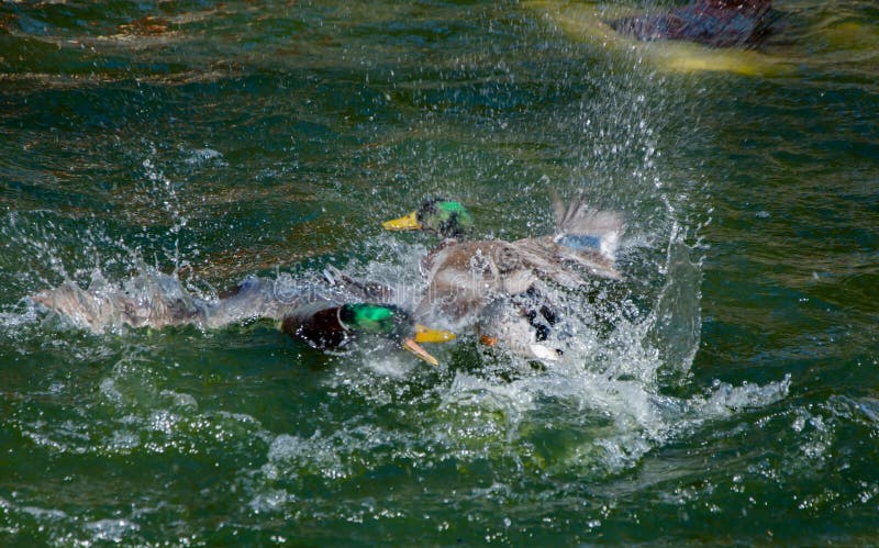 Duck Fight stock photo. Image of river, reflection, foot - 20984220