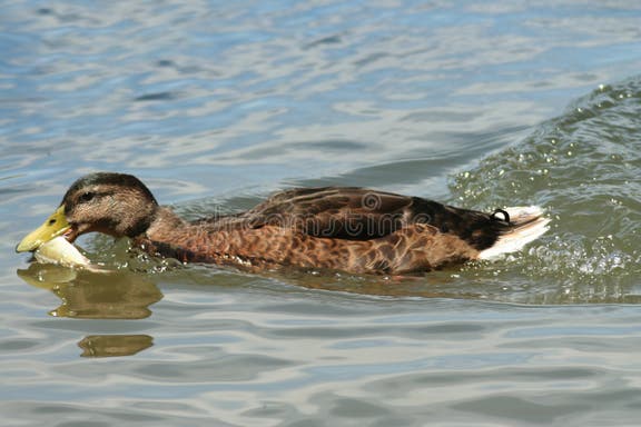 Duck with Fish stock photo. Image of duck, fish, animal - 13465984
