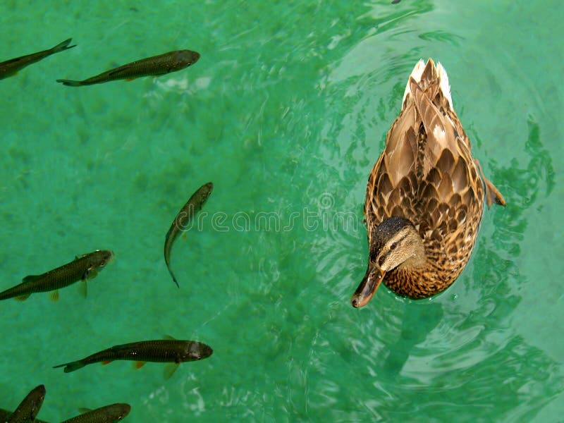 Duck swimming with fish stock photo. Image of brown, feathers - 30804998