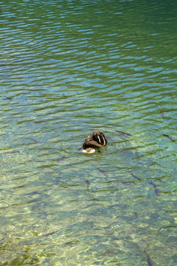 Duck and fish stock image. Image of water, clear, reflection - 95729833