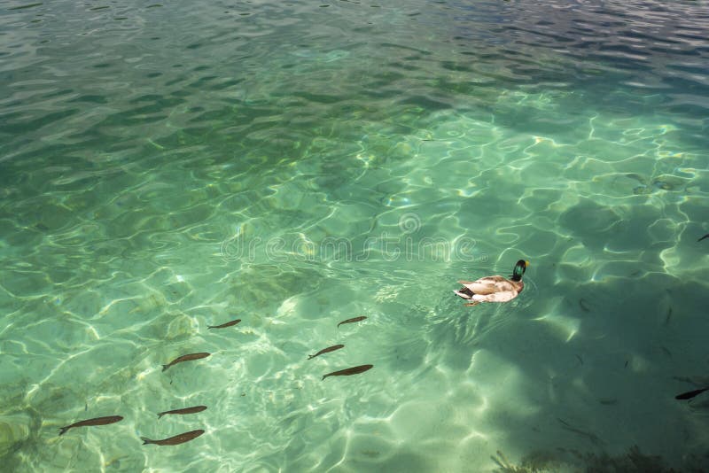Duck and fish stock photo. Image of natural, nature, river - 95729856