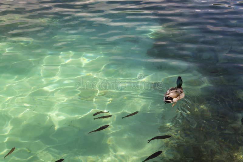 Duck and fish stock image. Image of wildlife, lake, outdoor - 95729943