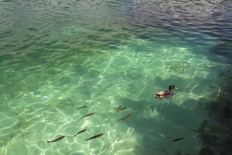 Duck and fish stock image. Image of blue, reflection - 95729987