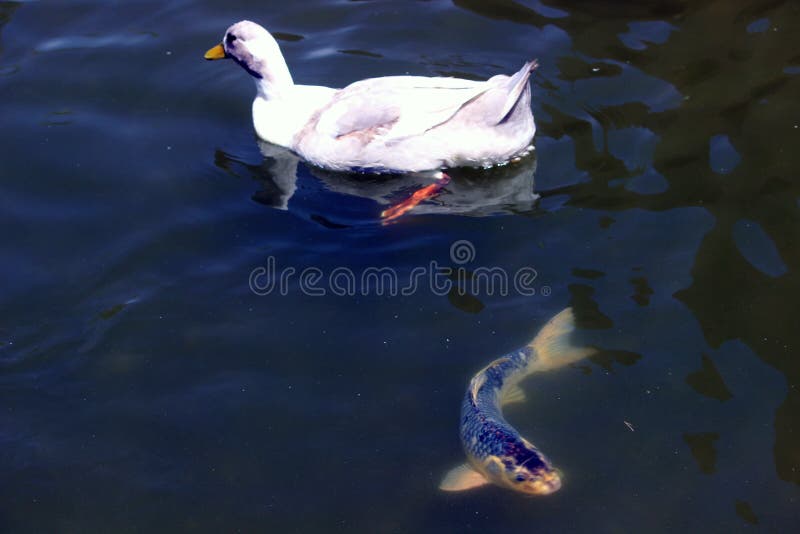 Duck and Fish stock image. Image of pond, bird, swim - 117679711