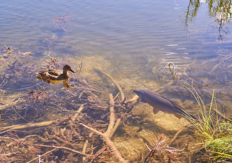 Duck and fish stock image. Image of marsh, nature, river - 244903889