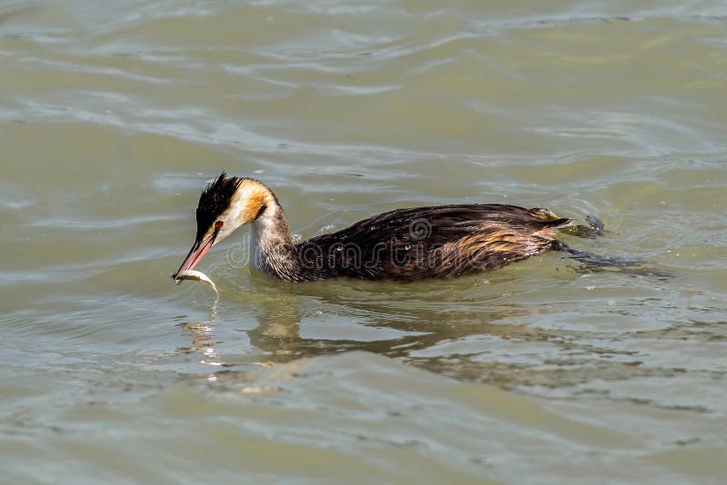 Duck fishing stock photo. Image of feathers, animal, bird - 68251076