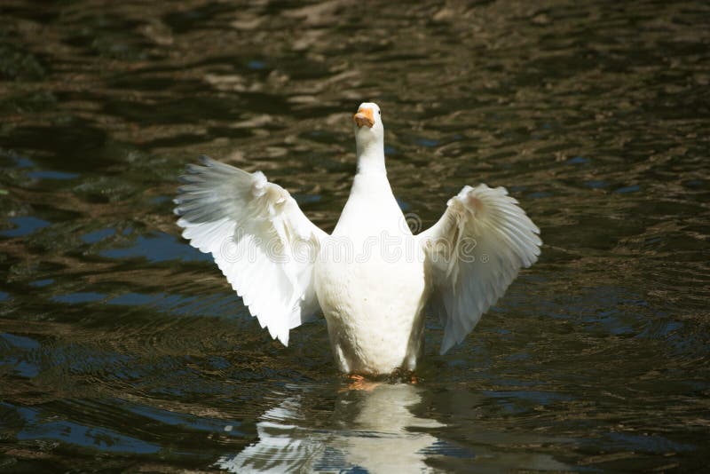 Duck flap the wing stock image. Image of lesser, blue - 66455367