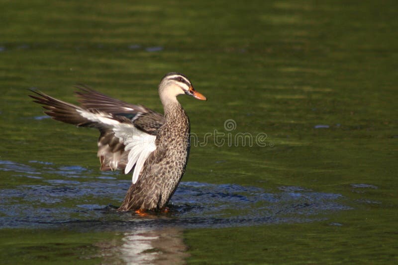 Duck flapping stock photo. Image of hunt, lake, bill, flapping - 93676