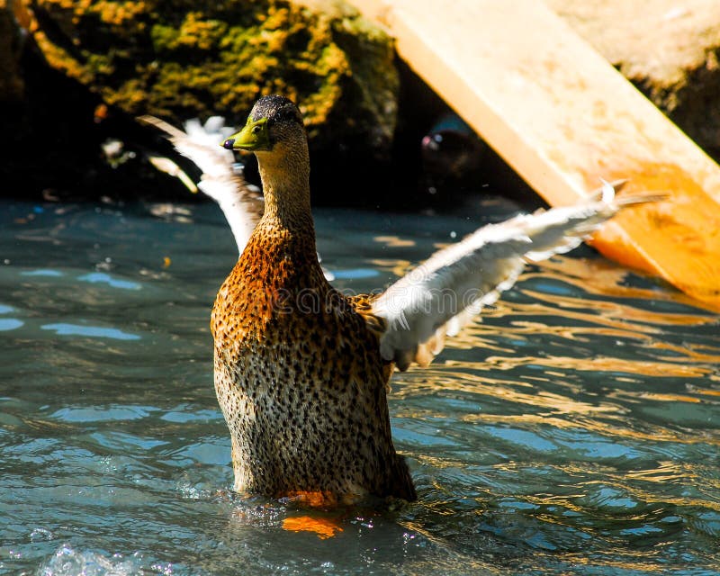 Duck Flapping its wings. stock photo. Image of bird, wildlife - 42601780
