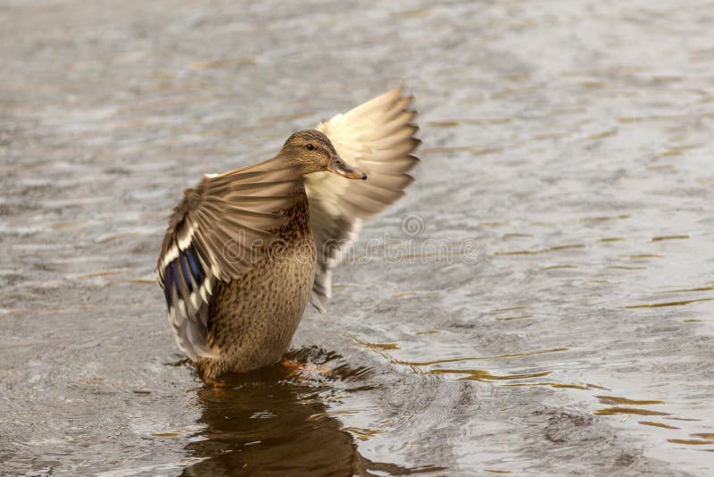Duck flapping its wings stock image. Image of female - 239708399