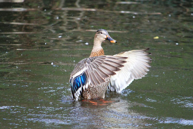 Flapping Duck stock photo. Image of duck, shot, pets - 66760412