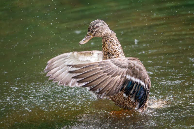 Duck Flapping Wings in a Calm Lake Setting Stock Photo - Image of wild ...