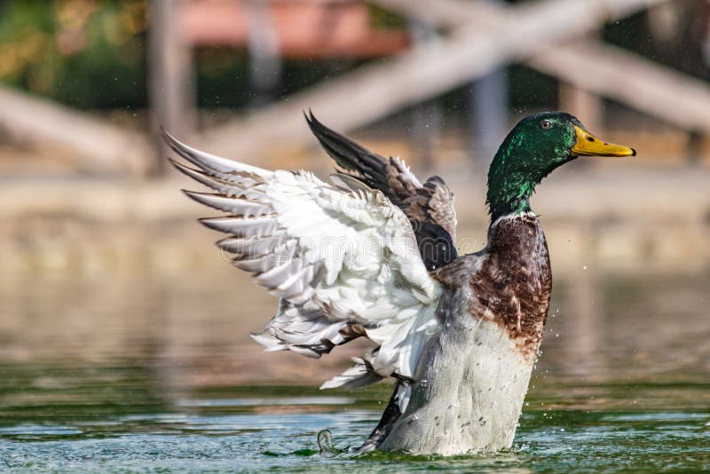 Duck Flapping Wings on Lake Stock Photo - Image of lakes, nature: 266615698