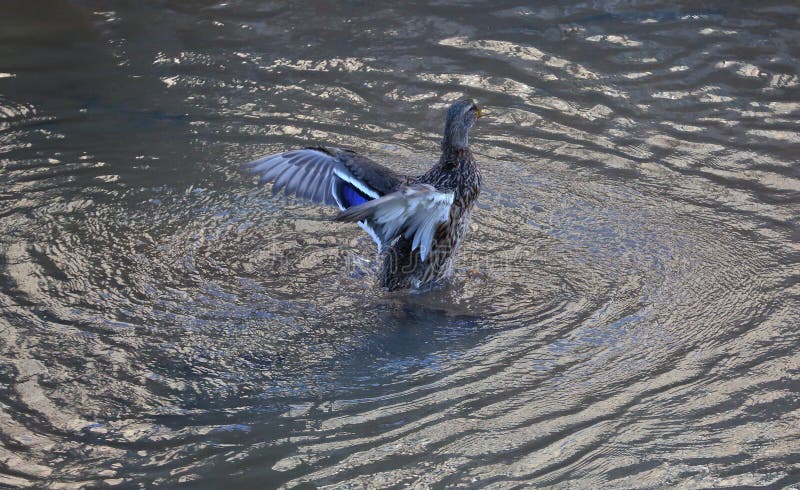 Duck Flaps Its Wings on the Surface of the Water Stock Photo - Image of ...