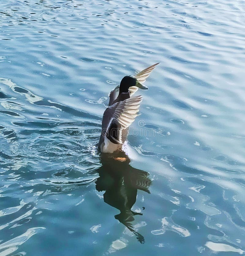 Duck flaps wings stock photo. Image of ducks, seabird - 269531820