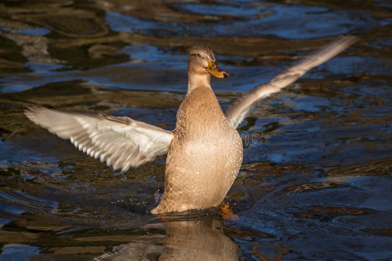 Duck flaps wings stock photo. Image of bird, mallard - 82092172