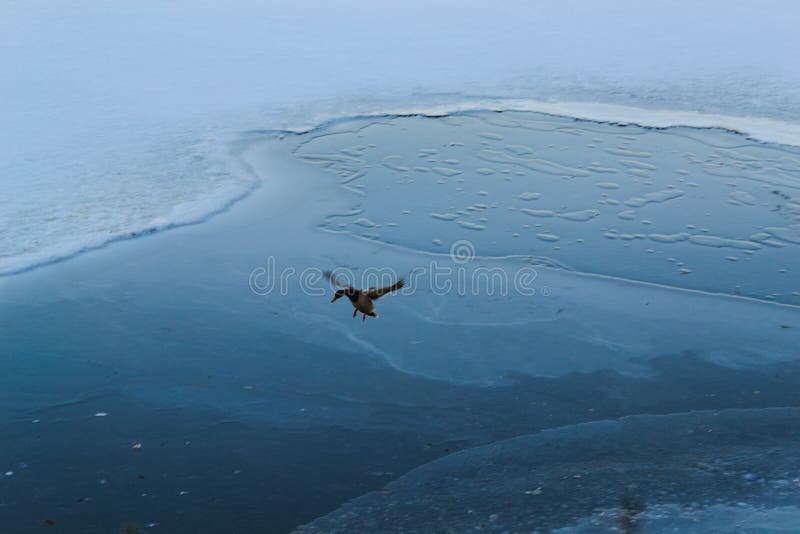 The Duck Flies and Tries To Land on the Ice on the River in Winter ...