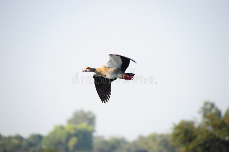 Duck flight stock photo. Image of soaring, water, flight - 24041800