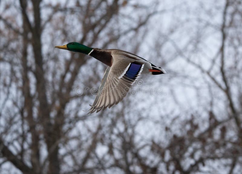 A Duck is in Flight in the Air with Trees in the Background Stock Photo ...