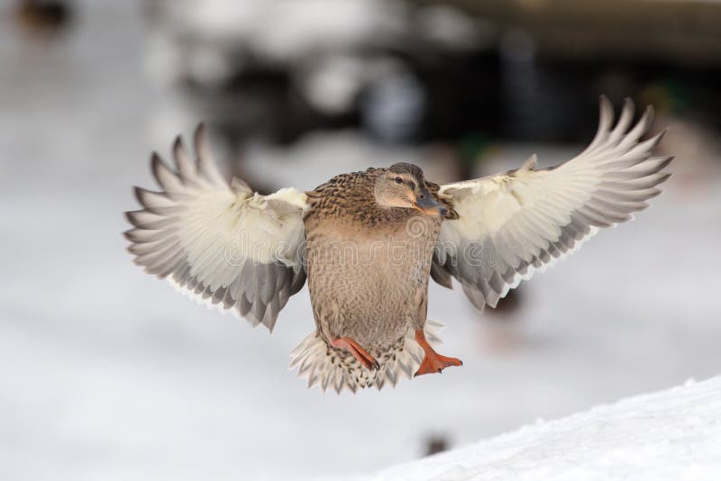 Duck in flight closeup stock photo. Image of wildlife - 88573974