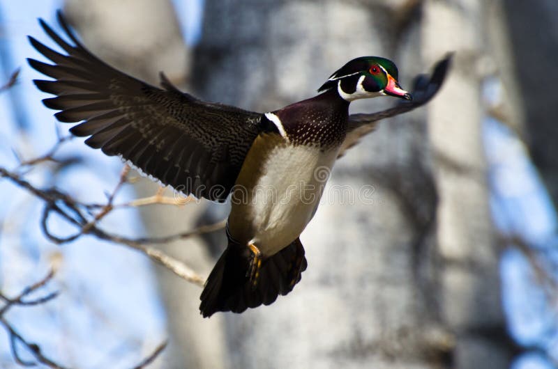 Duck in Flight De Madeira Masculino Imagem de Stock - Imagem de outono ...