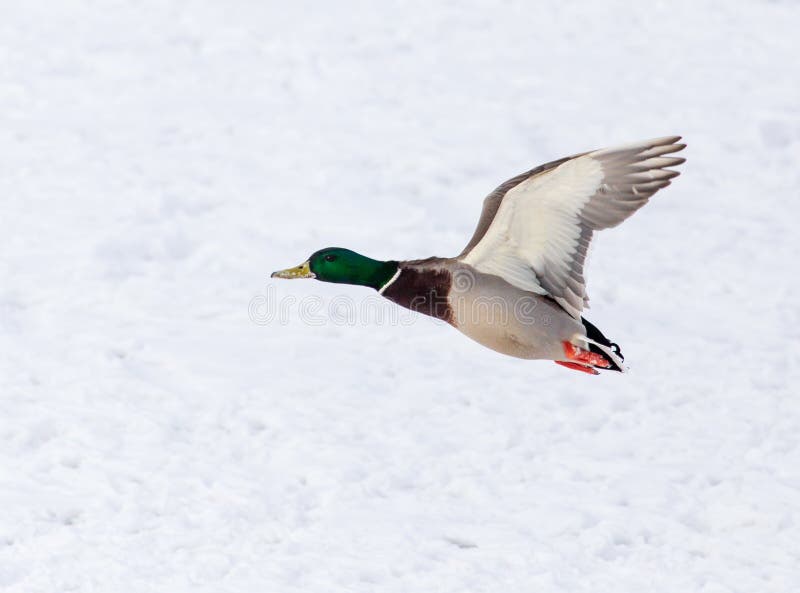 Duck in Flight Isolated on White Background Stock Image - Image of ... Duck in Flight Isolated on White Background Stock Image - Image of ...
