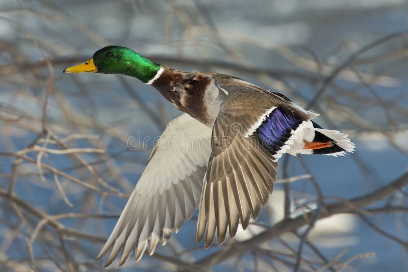 Duck in flight stock image. Image of waterfowl, flying - 32304117