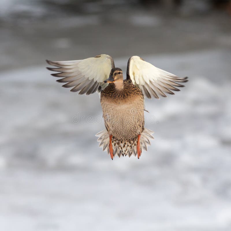 Duck in flight stock photo. Image of season, wildlife - 88573812