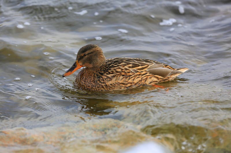 4,412 Duck Float River Water Stock Photos - Free & Royalty-Free Stock ...