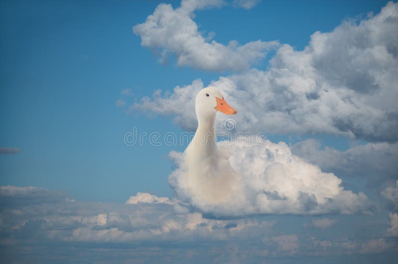 Duck Floating on the Clouds Figurative Plot Against Blue Sky Stock ...