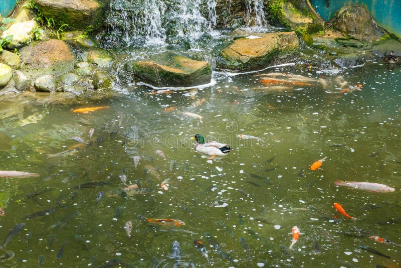 Duck Floating on a Pond with Fish Stock Photo - Image of pond, kuala ...