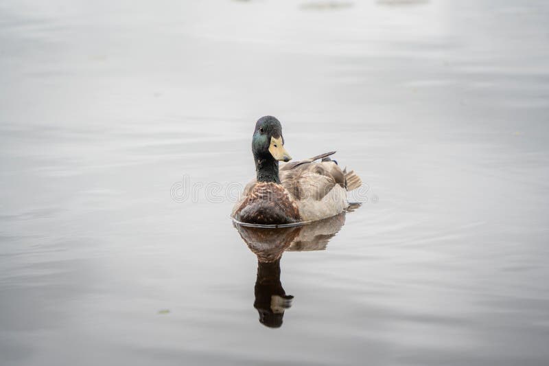 Duck Floating with Reflection on Calm Water. Stock Image - Image of ...