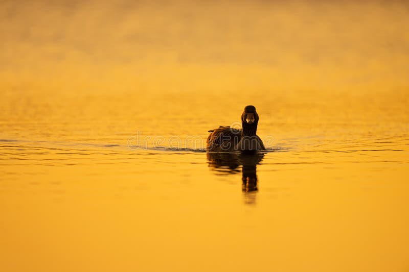 A Duck Floating on Top of a Body of Water at Sunset Stock Image - Image ...