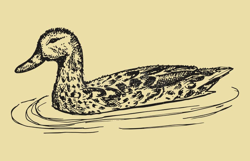 Floating Duck. Vector Sketch Stock Vector - Illustration of nature ...