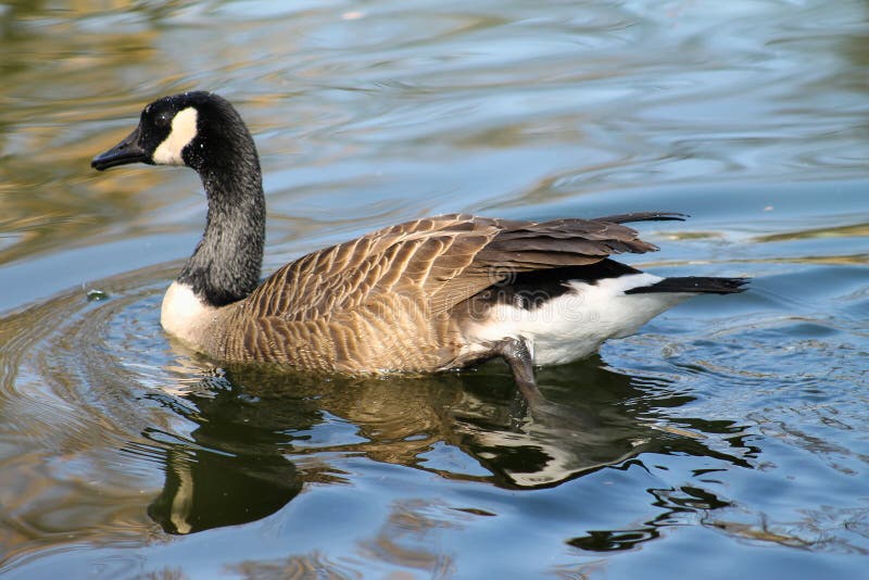 Duck Floats on Water Close Up Stock Image - Image of head, feathered ...