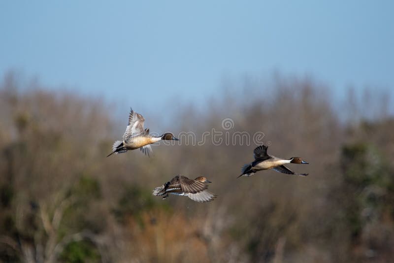 Duck flock in the sky stock image. Image of bird, flock - 268870671