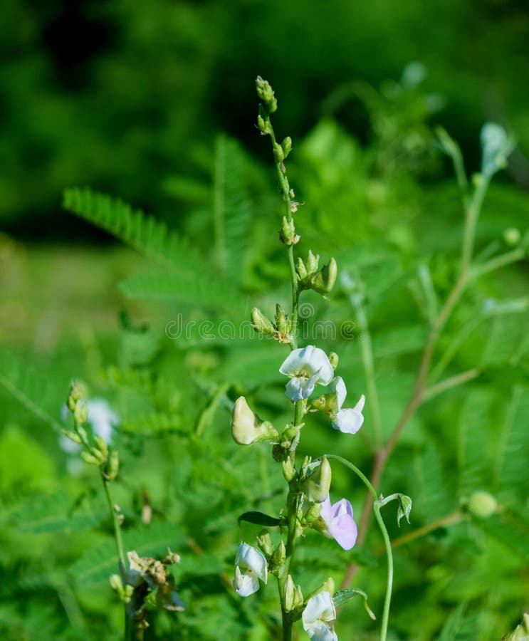 Duck Flowers in Nature with Green Background Stock Image - Image of ...