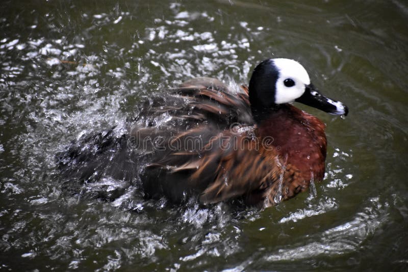 Fluffing Stock Photos - Download 367 Royalty Free Photos