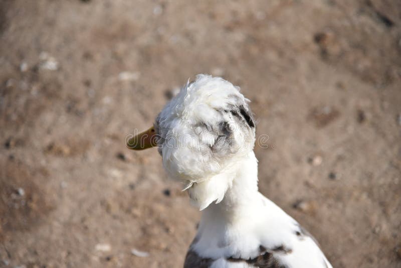 A Duck with a Fluffy Hat on Its Head Stock Photo - Image of nature ...